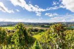 Weinweg Weinfelden Genusswanderung im Thurgau