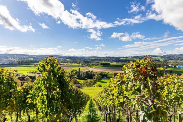 Weinweg Weinfelden Genusswanderung im Thurgau