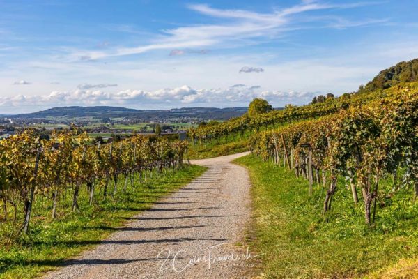 Weinweg Weinfelden Genusswanderung im Thurgau
