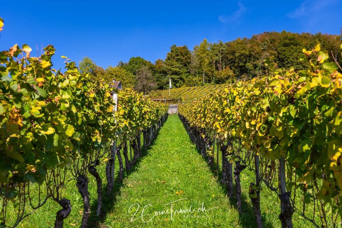 Weinweg Weinfelden Genusswanderung im Thurgau